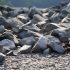 Crushed Stone Sizes Explained: Your Complete Guide
